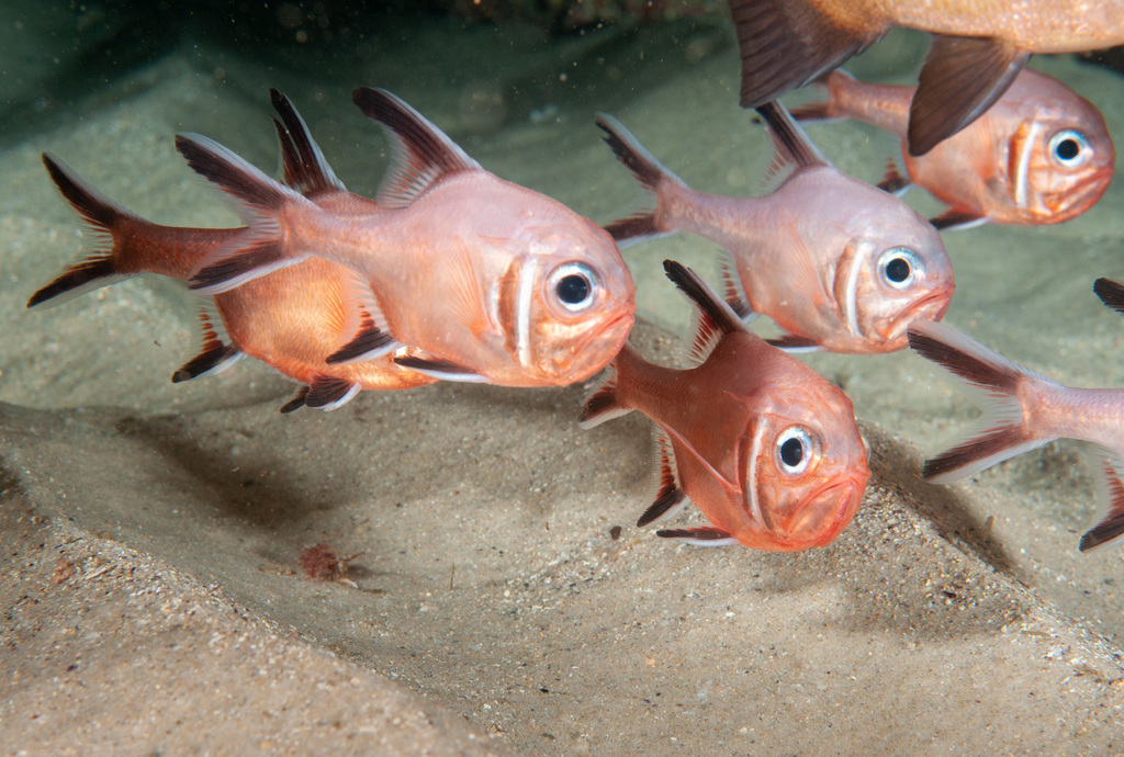 (Trachichthys) - Marine Life Identification
