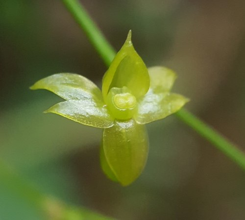 Angraecum multiflorum · iNaturalist