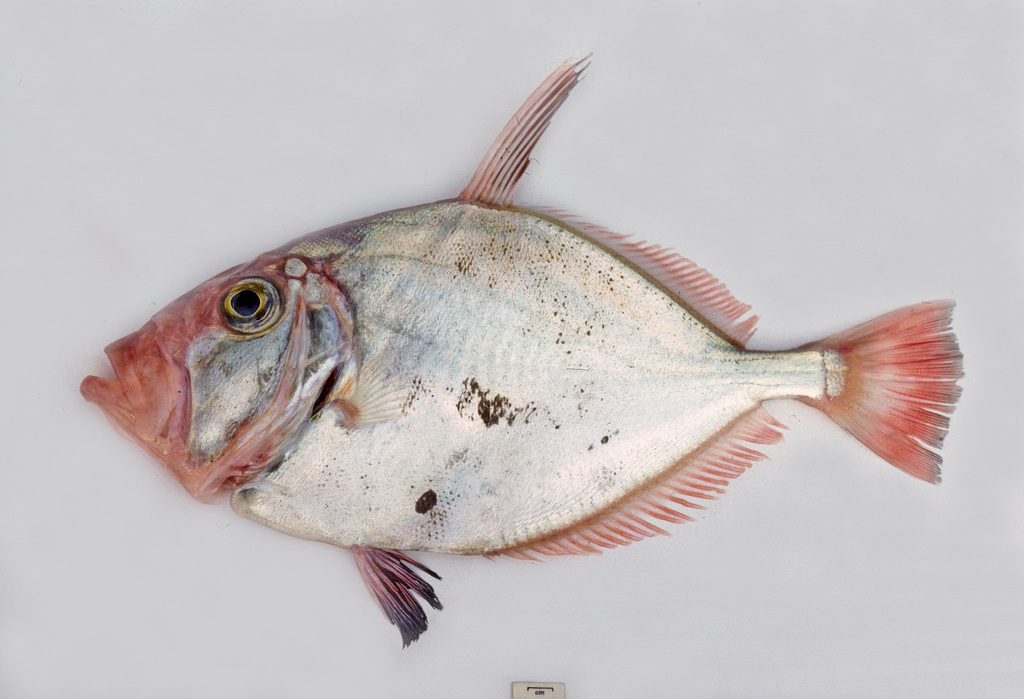 Silver Dory (Cyttus australis) - Marine Life Identification