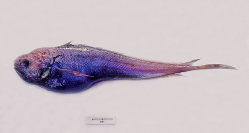 Longtail Cod (Gadella macrura) · iNaturalist