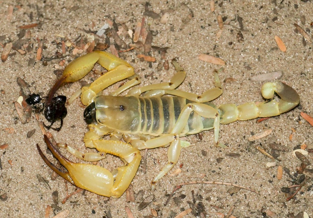 Kalahari Burrowing Scorpion from Xhumaga, Botsuana on December 4, 2019 ...