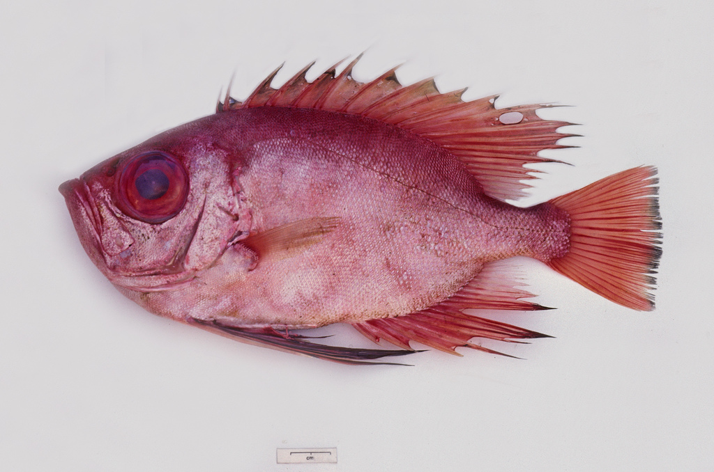 Longfin Bigeye (Cookeolus japonicus) - Marine Life Identification