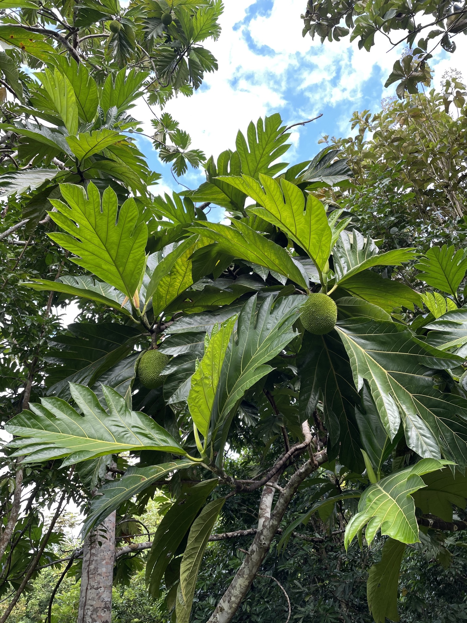 Artocarpus camansi Blanco