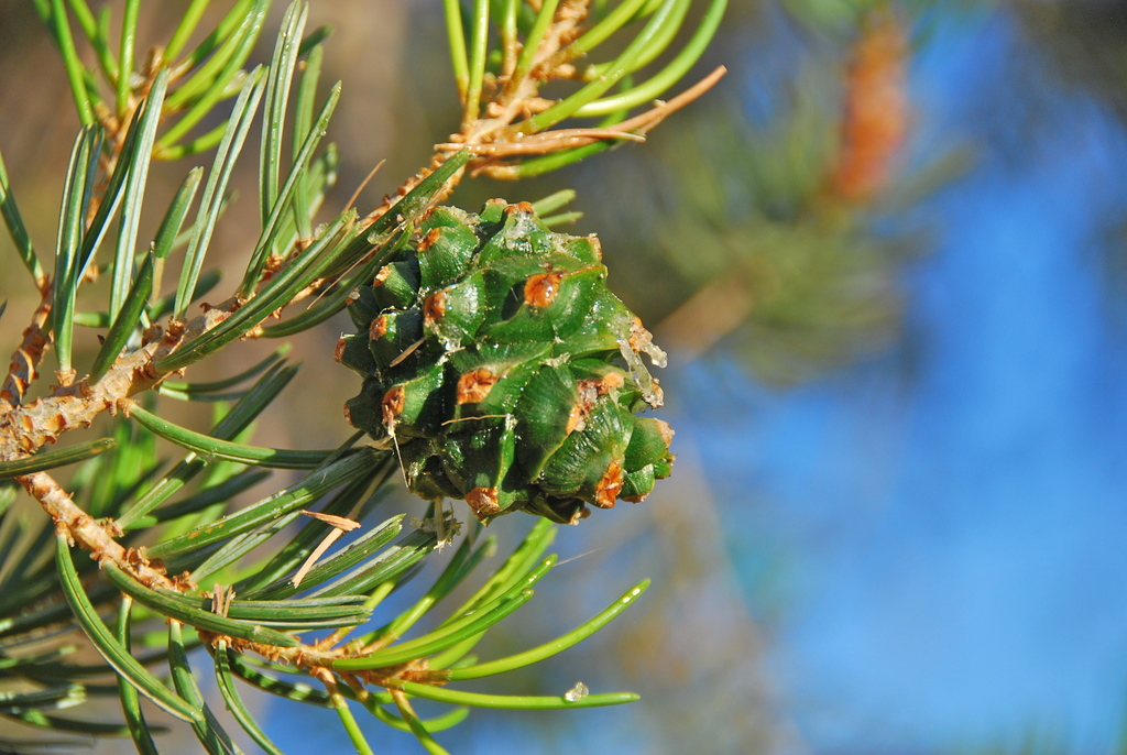 Parry pinyon from Riverside County, CA, USA on January 08, 2013 at 07: ...