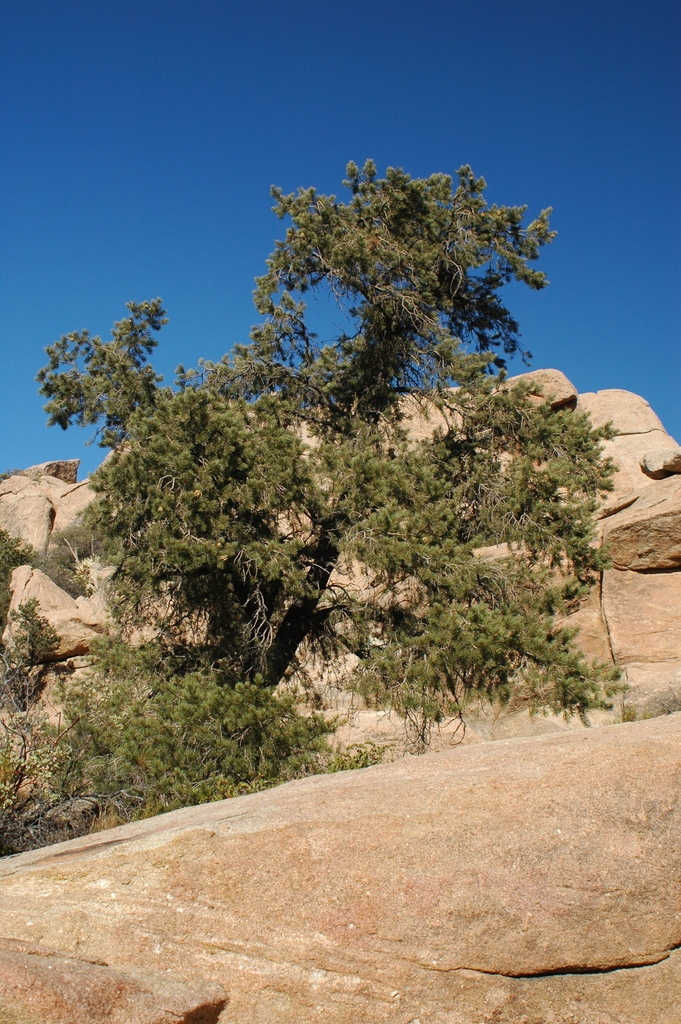 California singleleaf pinyon (Pines of California) · iNaturalist