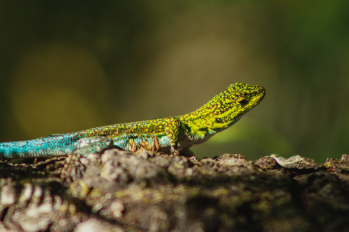 Blue-Green Smooth-throated Lizard (Liolaemus tenuis) - Snakes and Lizards