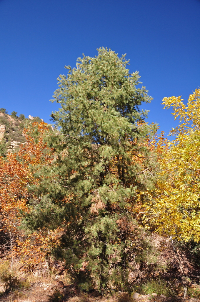 Arizona Singleleaf Pinyon from Greenlee County, AZ, USA on November 06 ...