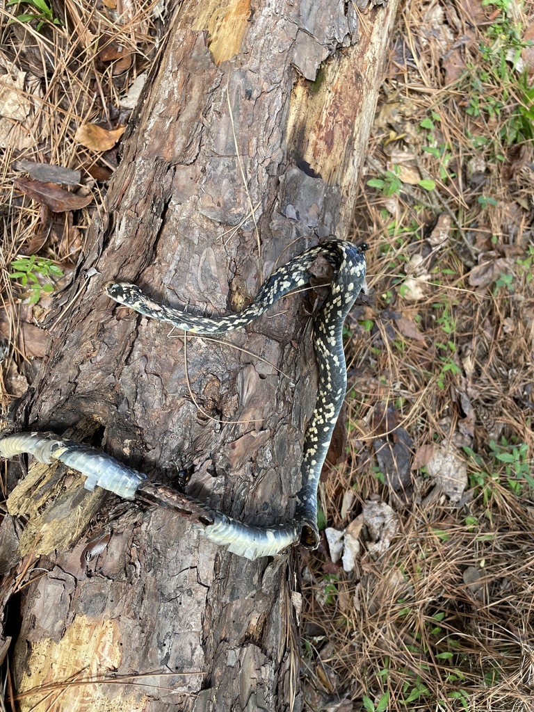 Buttermilk Racer from Humble, TX, US on November 10, 2021 at 09:01 AM ...