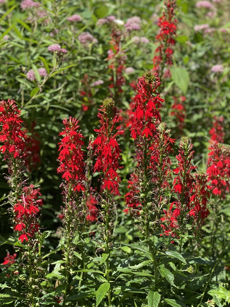 cardinal flower from 2655 S Patterson Blvd, Kettering, OH 45409, USA on ...