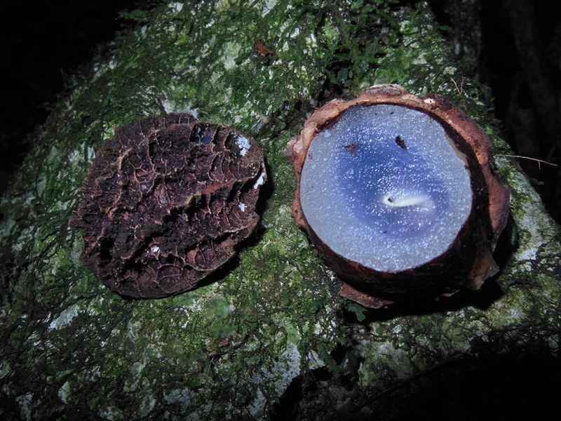 (Metteniusales) - Botanical Realm