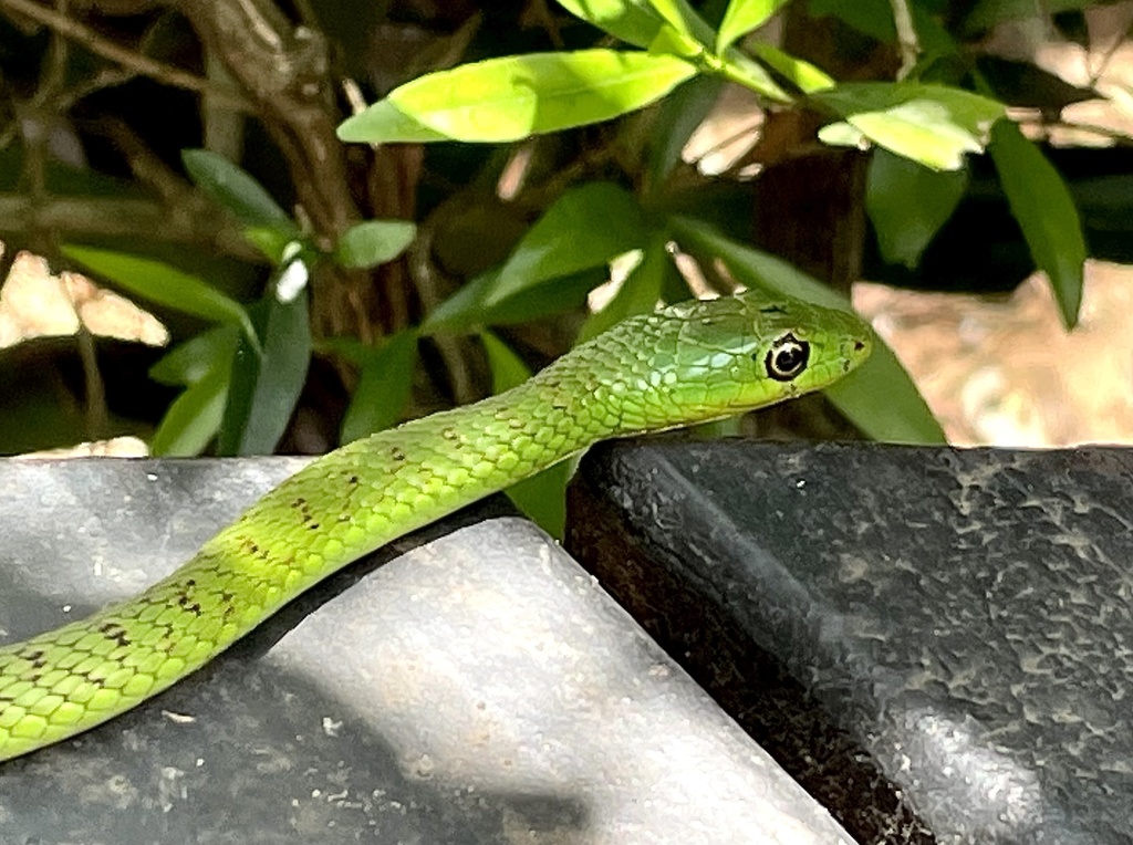 Eastern Green Snake from KZN, ZA on November 10, 2021 at 11:00 AM by ...