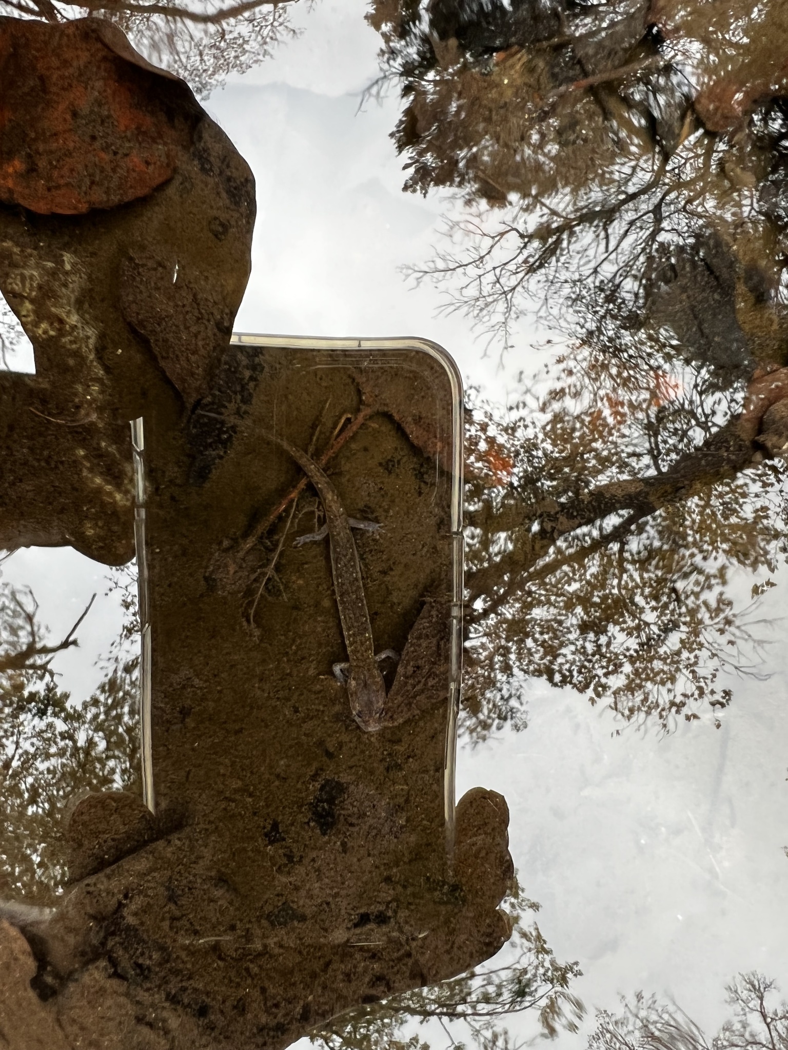 Eurycea neotenes Bishop & Wright, 1937