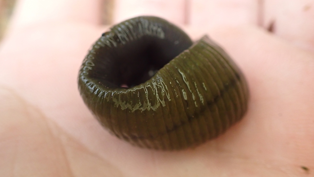 Horse Leech from Rockcastle, Kentucky, United States on November 9 ...