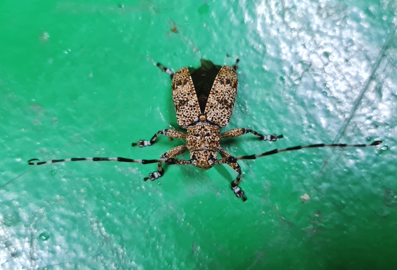 Coptops leucostictica White, 1858