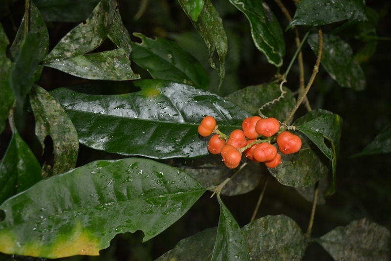 Bunchosia biocellata Schltdl.