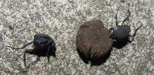 Sisyphus neobornemisszanus · NaturaLista Colombia