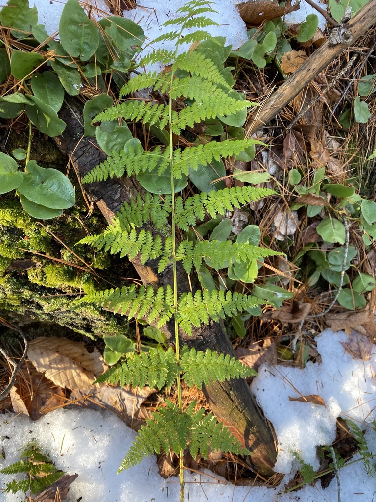 intermediate wood fern from Grand Marais, MI, US on November 07, 2021 ...