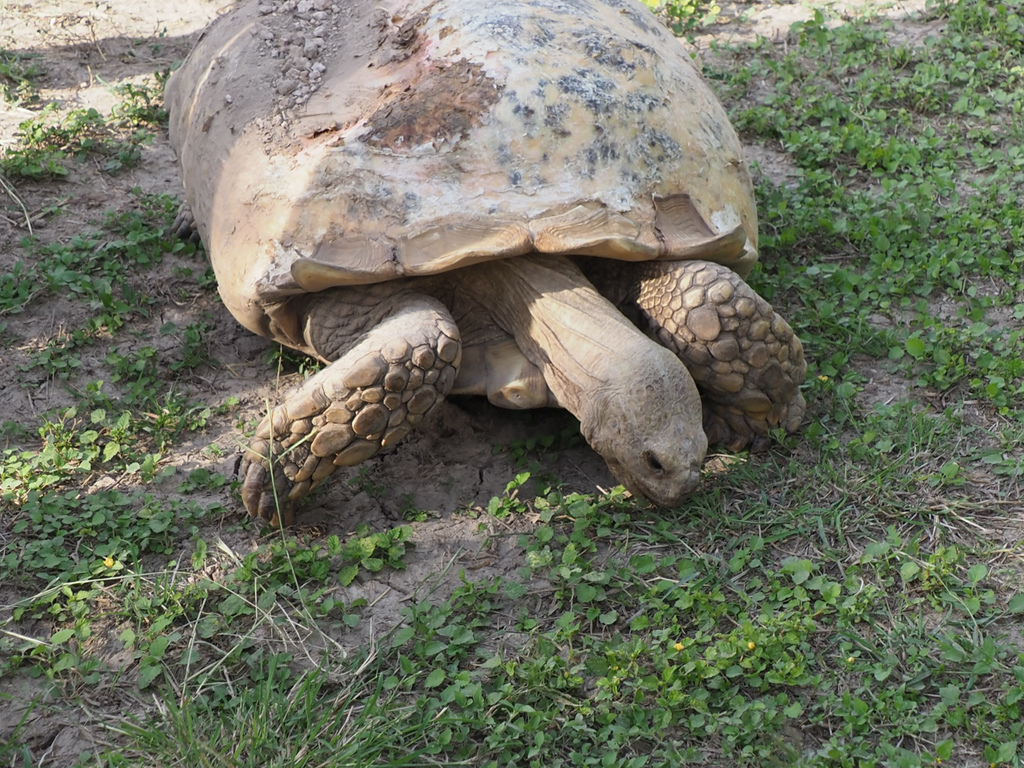 African Spurred Tortoise from Mission, TX, USA on October 31, 2021 at ...