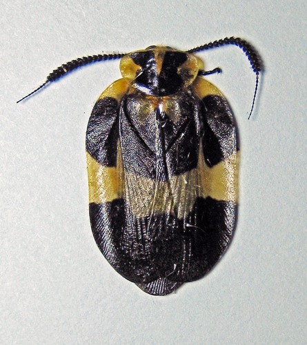 Paratropes lycoides · iNaturalist