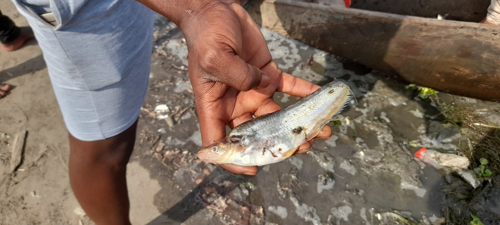 African glass catfish (Schilbe mystus) - Marine Life Identification