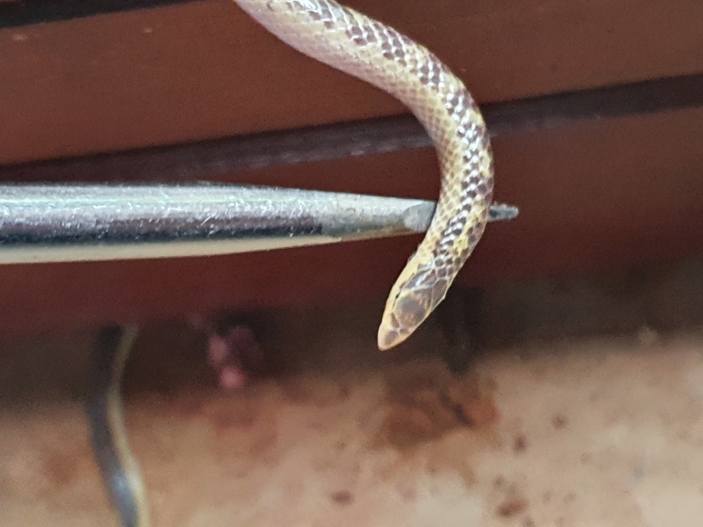 Elongate Quill-snouted Snake from SavannaBel - Bush Gourmet on November ...