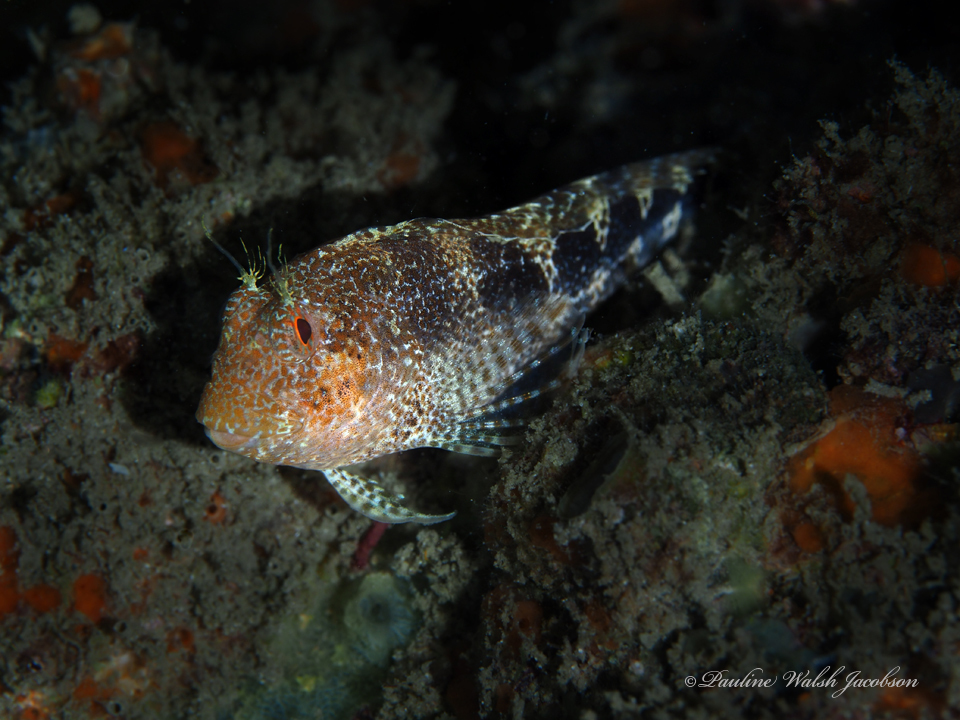 Barred blenny (Hypleurochilus bermudensis) - Marine Life Identification