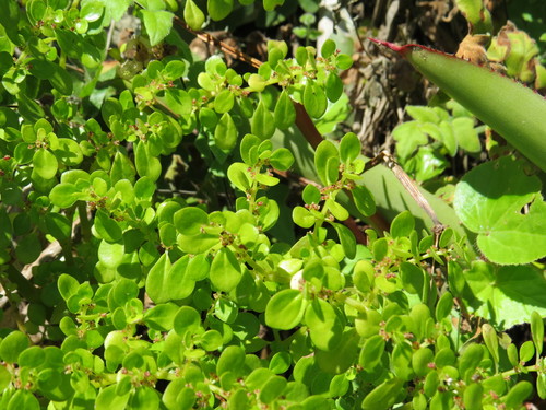 Pilea carautae · iNaturalist