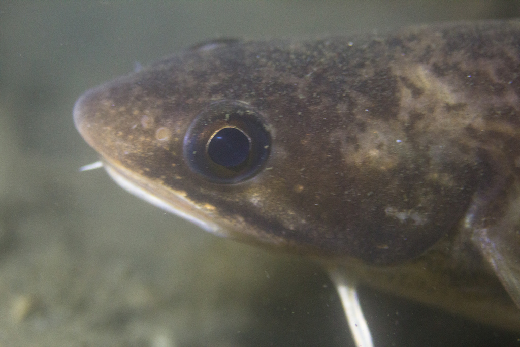 squirrel hake (Fish at Gateway National Recreation Area) · iNaturalist