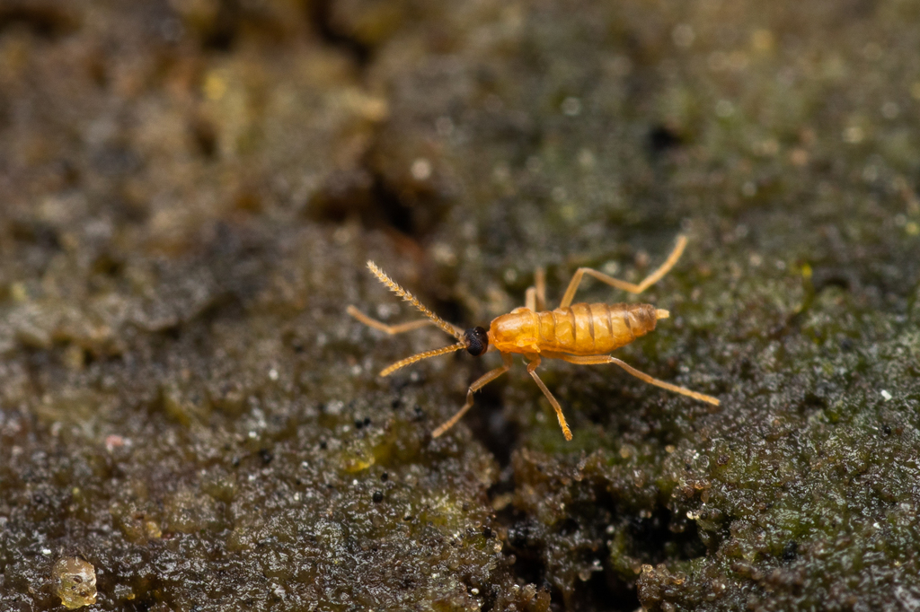 Micromyine Wood Midges from Pine Le Moray, Peace River, British ...