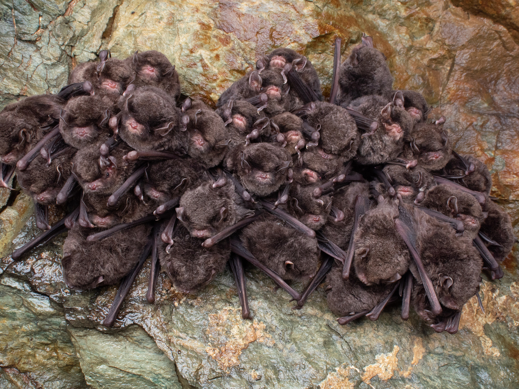 Eastern Bent-winged Bat in October 2021 by Ryosuke Kuwahara · iNaturalist