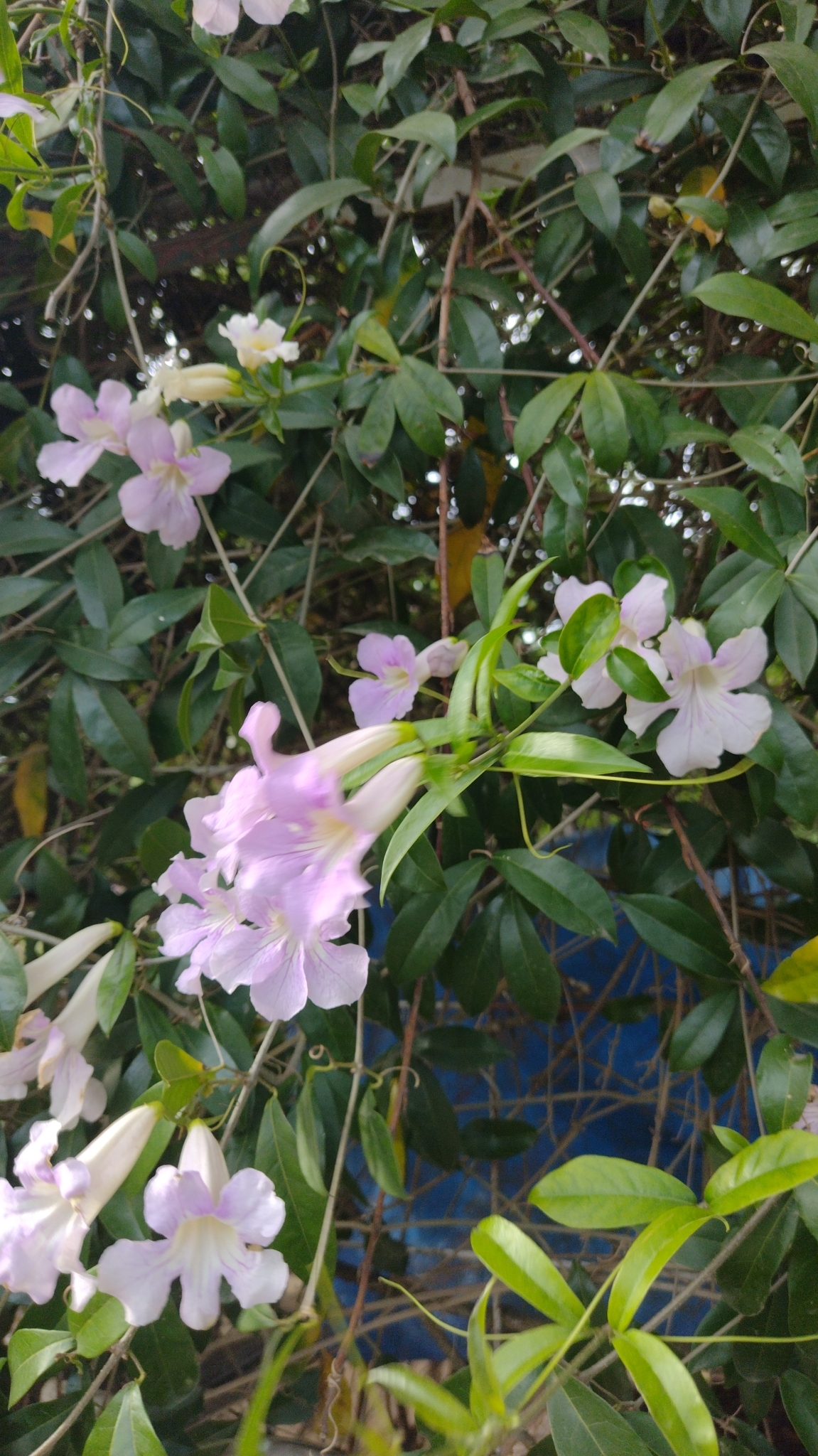 Bignonia callistegioides Cham.