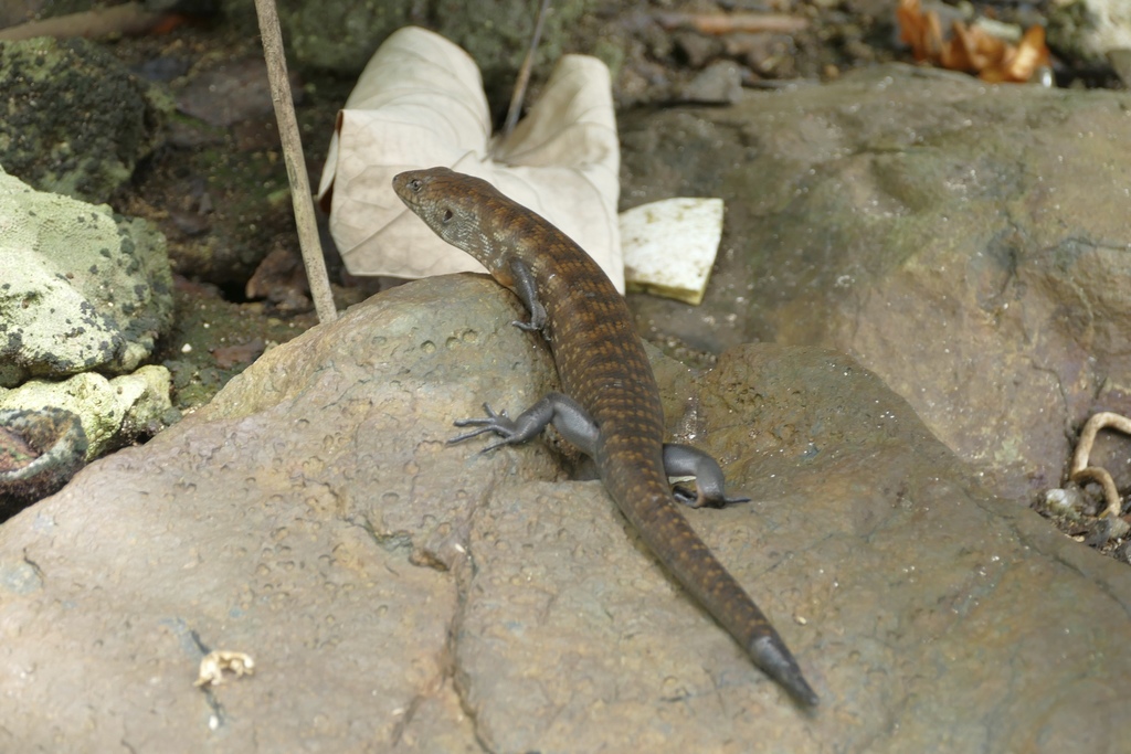 Solomon Island Ground Skink from Tol, Chuuk, Federated States of ...