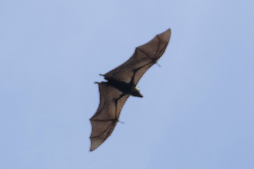 Yap Flying Fox in February 2018 by pgkaestner · iNaturalist