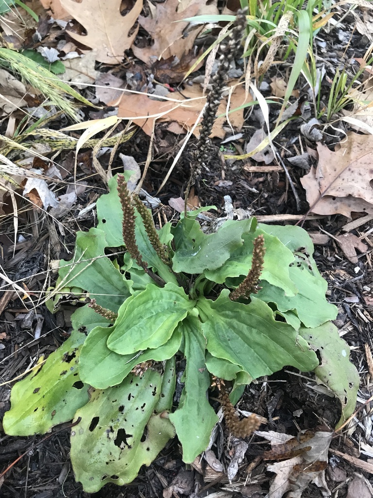 greater plantain from Raymond Ave, London, ON, CA on November 10, 2021 ...