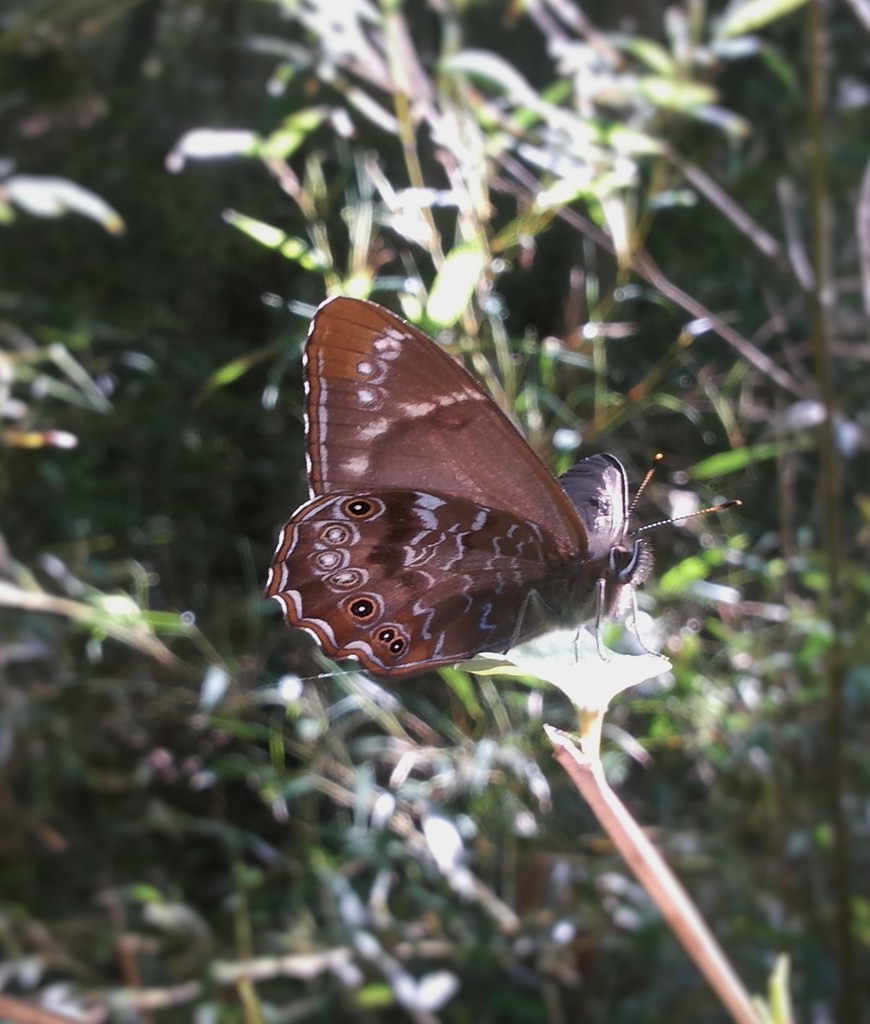 Lethe cybele from Qingchuan County, Guangyuan, China on May 31, 2016 at ...