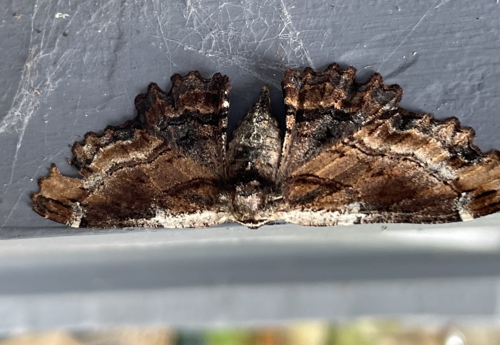 Sinister Moth from Frankston South, VIC, AU on November 11, 2021 at 09: ...