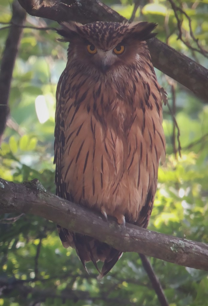 Tawny Fish-Owl from Qingchuan County, Guangyuan, China on May 31, 2016 ...