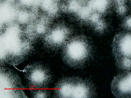 Genus Keithomyces · iNaturalist