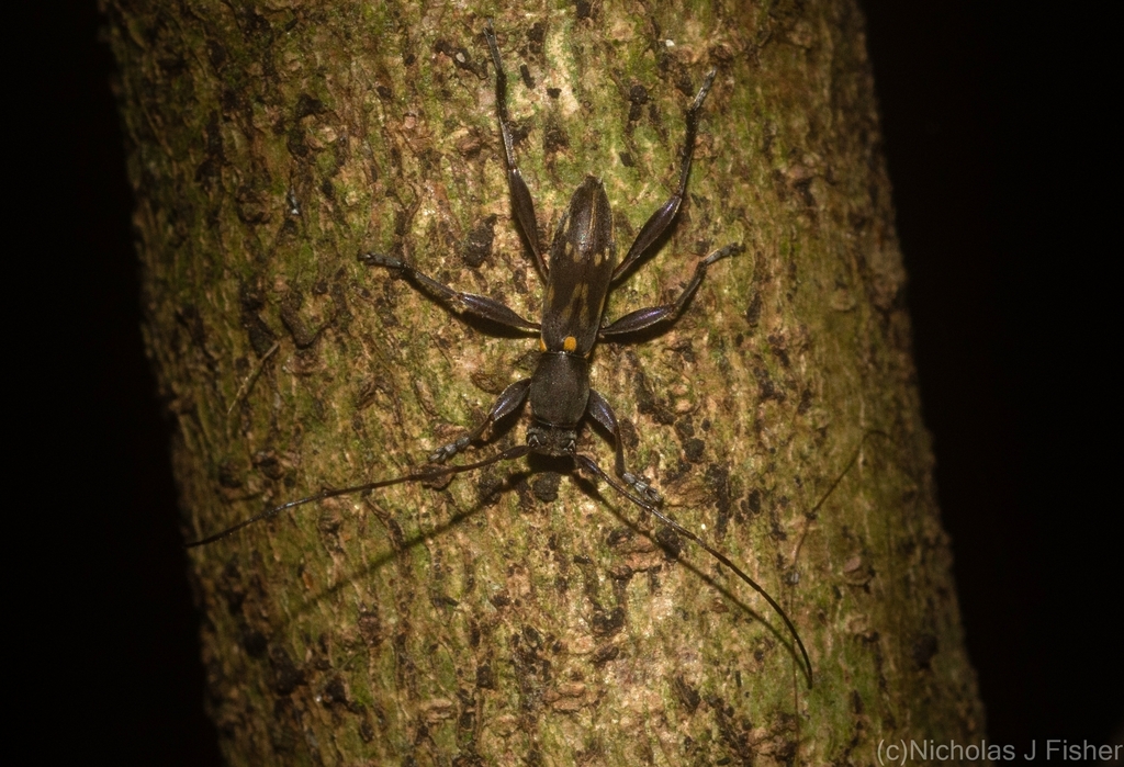 Mesolita scutellata from Lismore NSW 2480, Australia on October 15 ...