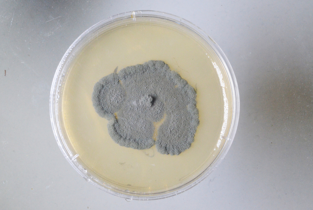 rollrim mould from Huntsbury, Christchurch 8022, New Zealand on ...