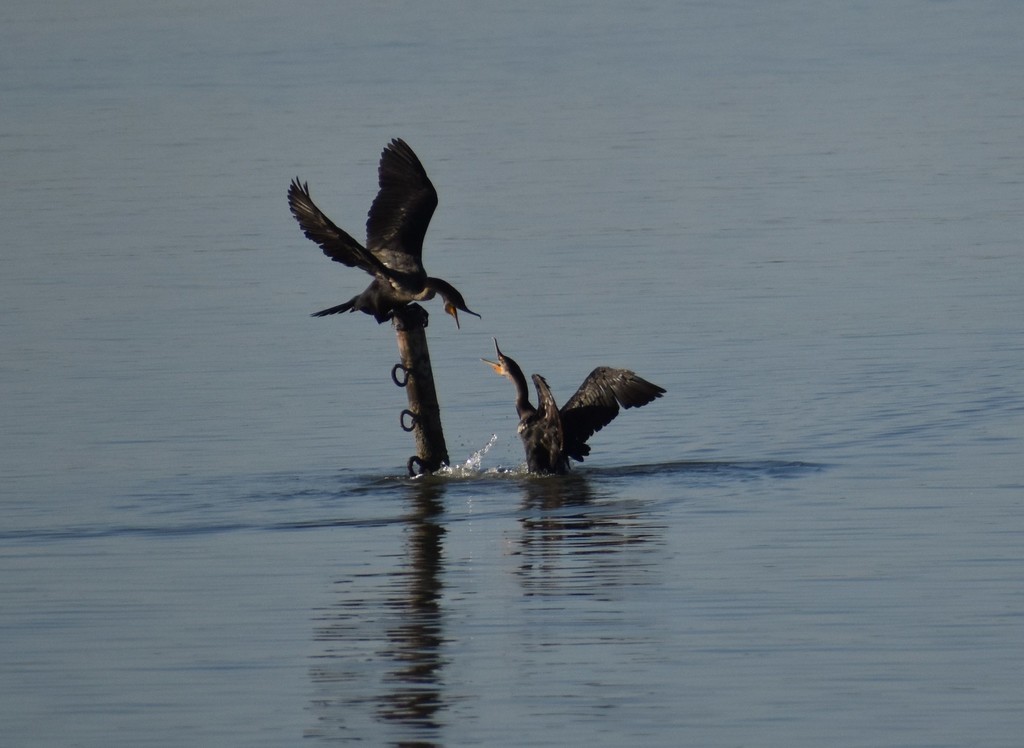 Double-crested Cormorant from Dallas, TX, USA on October 31, 2021 at 07 ...