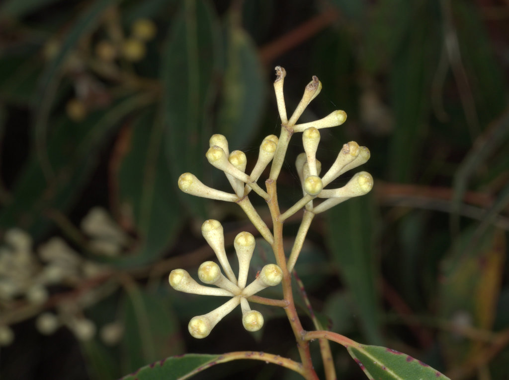 Tallowwood (Eucalyptus microcorys) - Botanical Realm