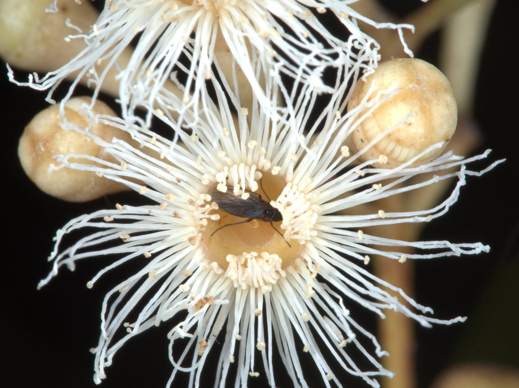 Tallowwood (Eucalyptus microcorys) - Botanical Realm