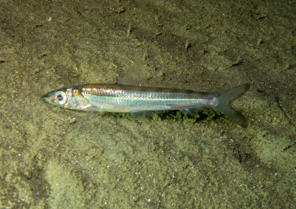 Pacific Argentine (Wildlife of the United States - Fish Pt.2) · iNaturalist