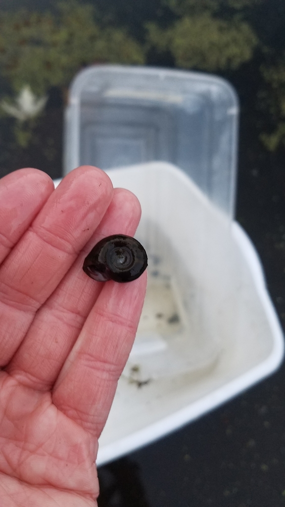 Planorbella from Purdue Wildlife Area Wetland on November 10, 2021 at ...