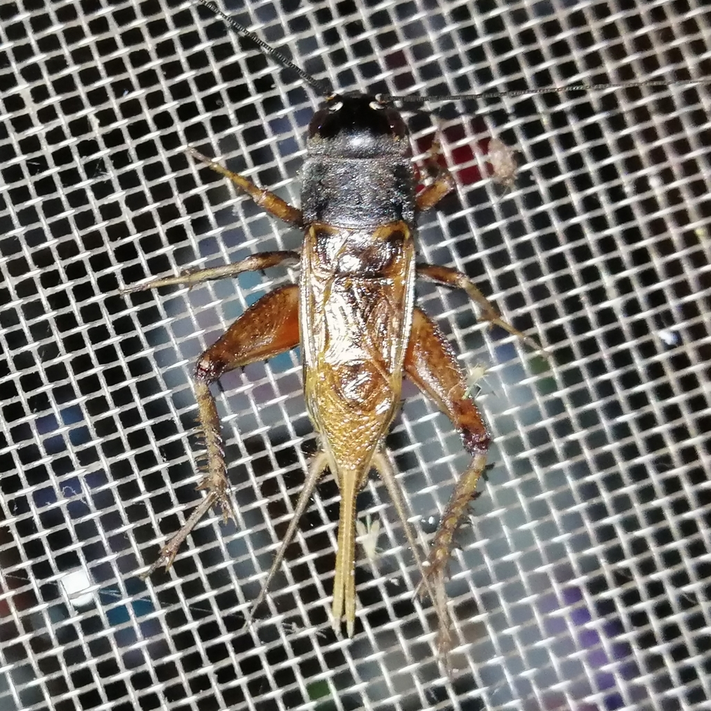 Field Crickets from San Juan, Bolivia on November 10, 2021 at 07:52 PM by Kozue Kawakami ...