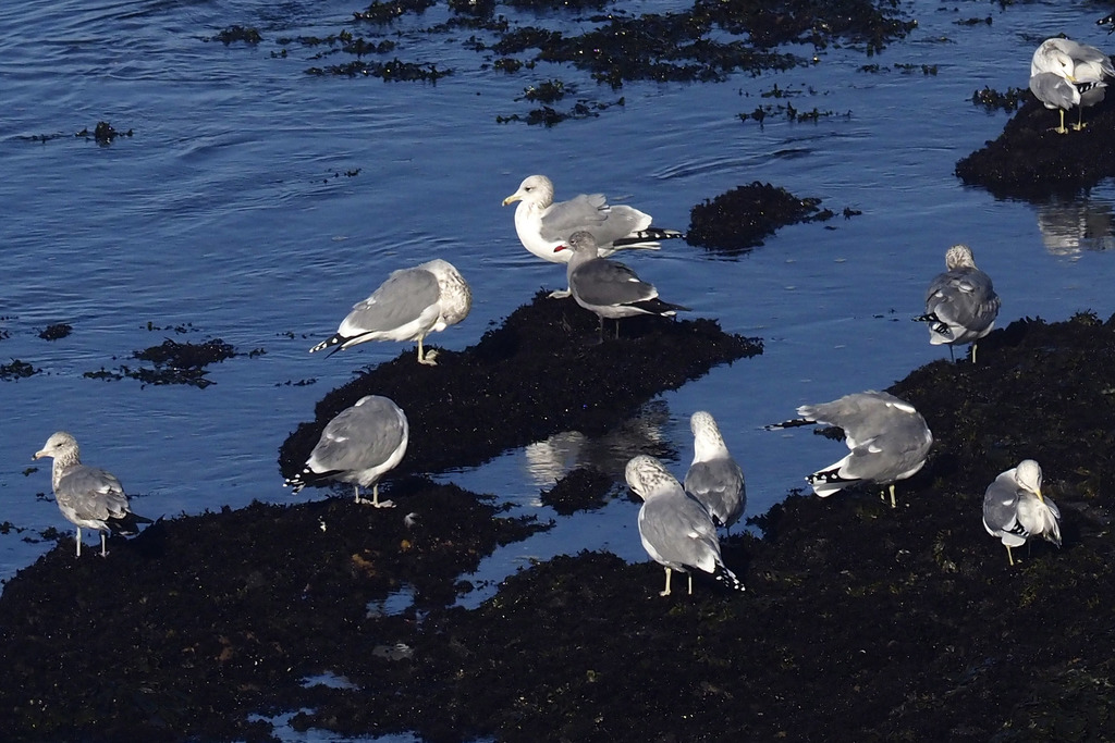 California Gull from San Mateo, California, United States on November ...
