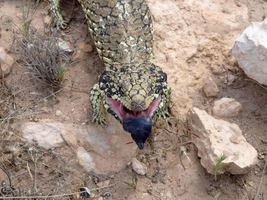 Shingleback in October 2021 by Mark Hura · iNaturalist