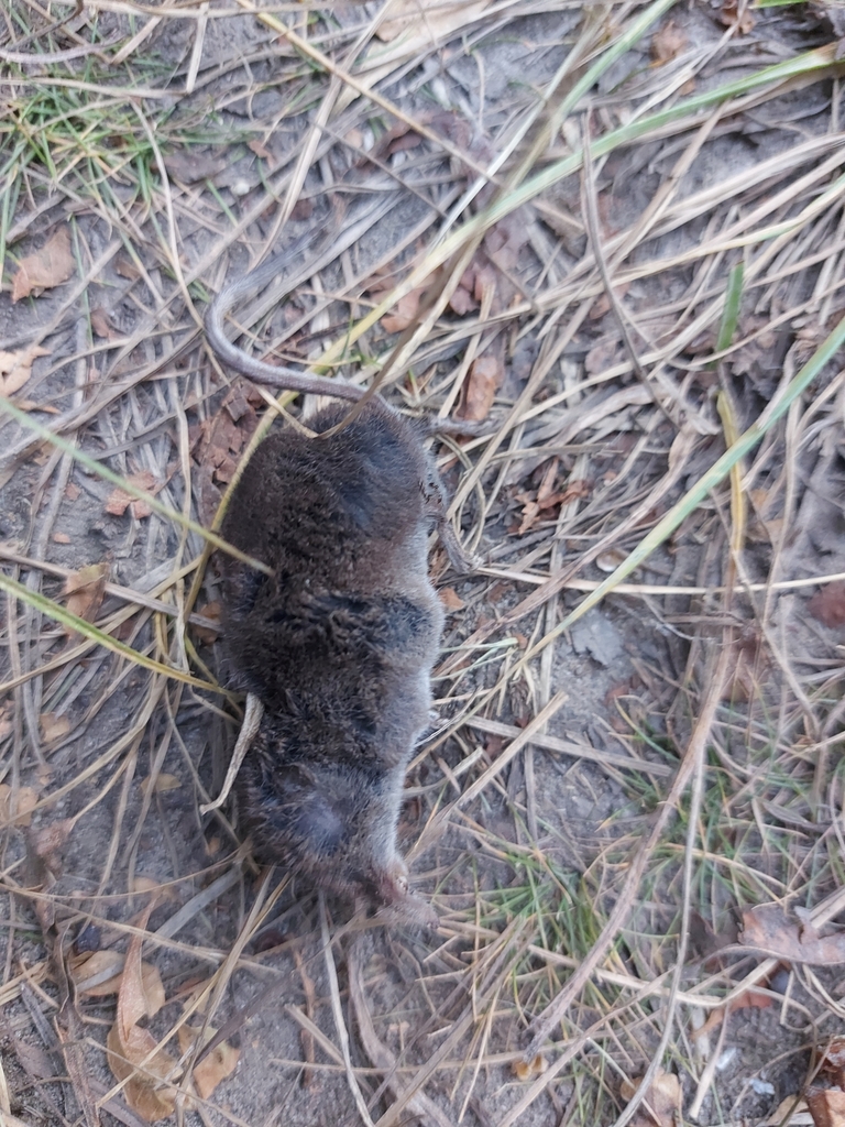 Chestnut-bellied Shrew from Parque Tarango, Ciudad de México, CDMX ...