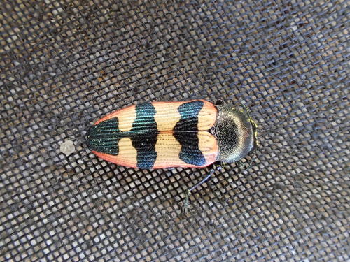 Castiarina nullarborica · iNaturalist